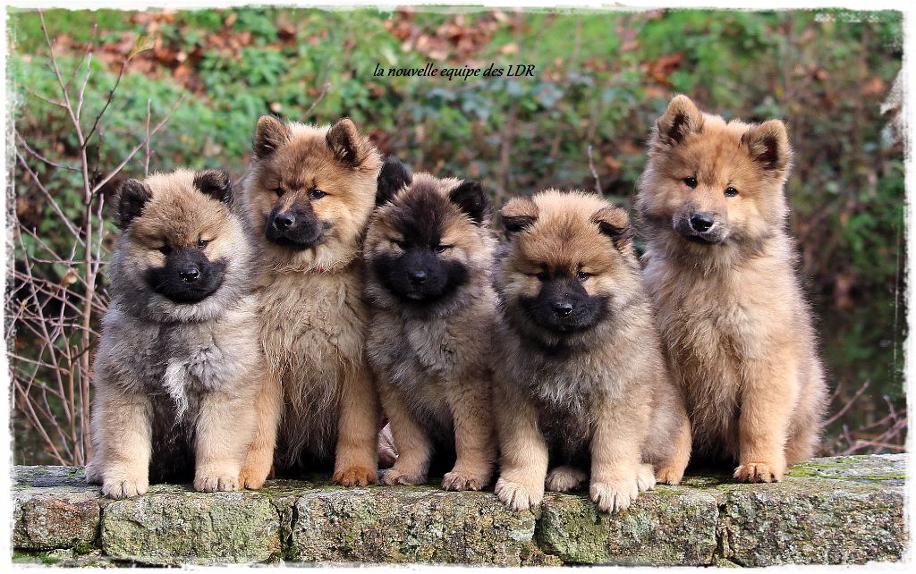 Accueil - Elevage Les legendes de retz - eleveur de chiens Eurasier