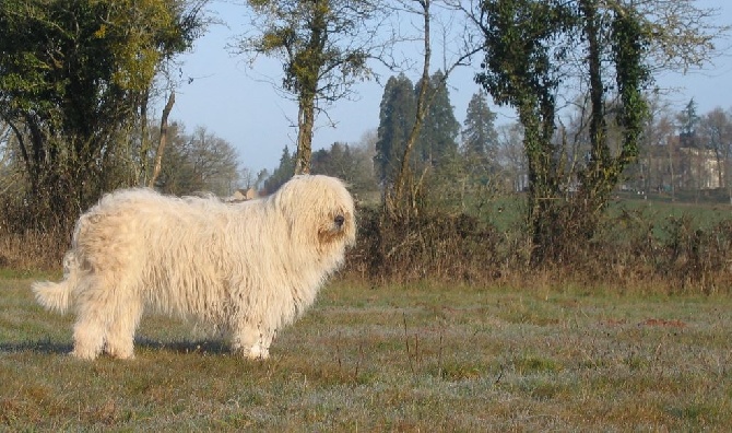 Accueil - Elevage De la foret des amognes - eleveur de chiens Berger de ...