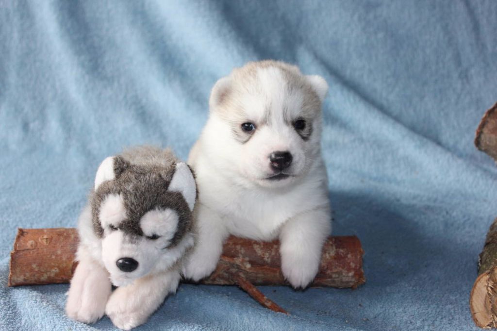 Chiots à vendre - Elevage Husky - Chiot Husky à vendre - Eleveur ...