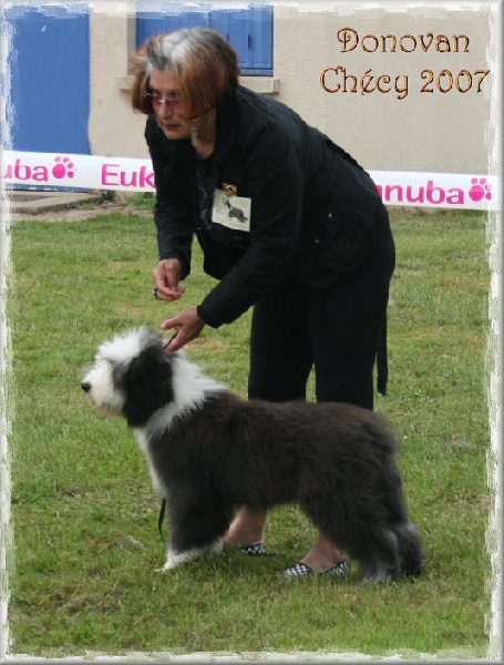 Chien Bearded Collie Black Cooper Donovan