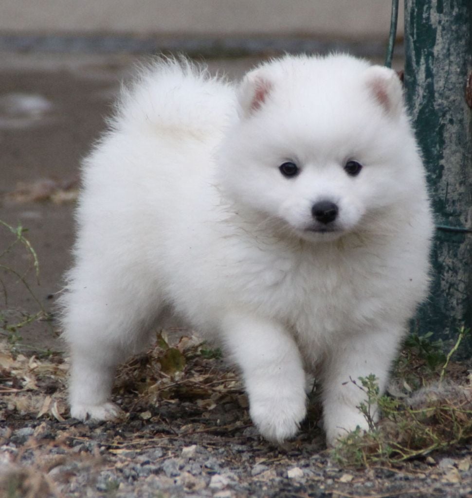 Accueil - Elevage Of bloom white - eleveur de chiens Spitz japonais