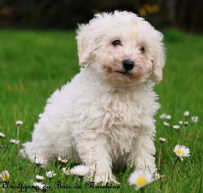 Chiots de race Caniche LOF à vendre en France
