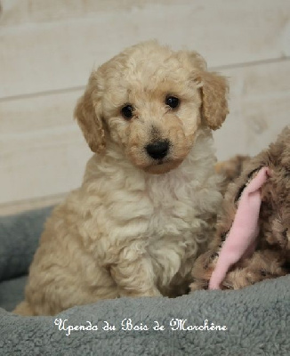 Chiots de race Caniche LOF à vendre en France