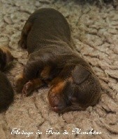 Chiens de France : Achats / Ventes de chiots de race issues d'élevage