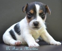 Chiens de France : Achats / Ventes de chiots de race issues d'élevage