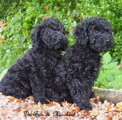 Chiots de race Caniche LOF à vendre en France