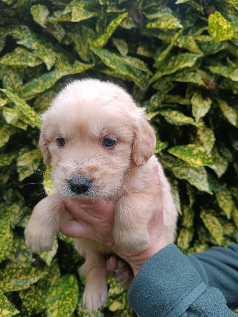 Chiot Golden Retriever - Collier Vert kaki des Berberis