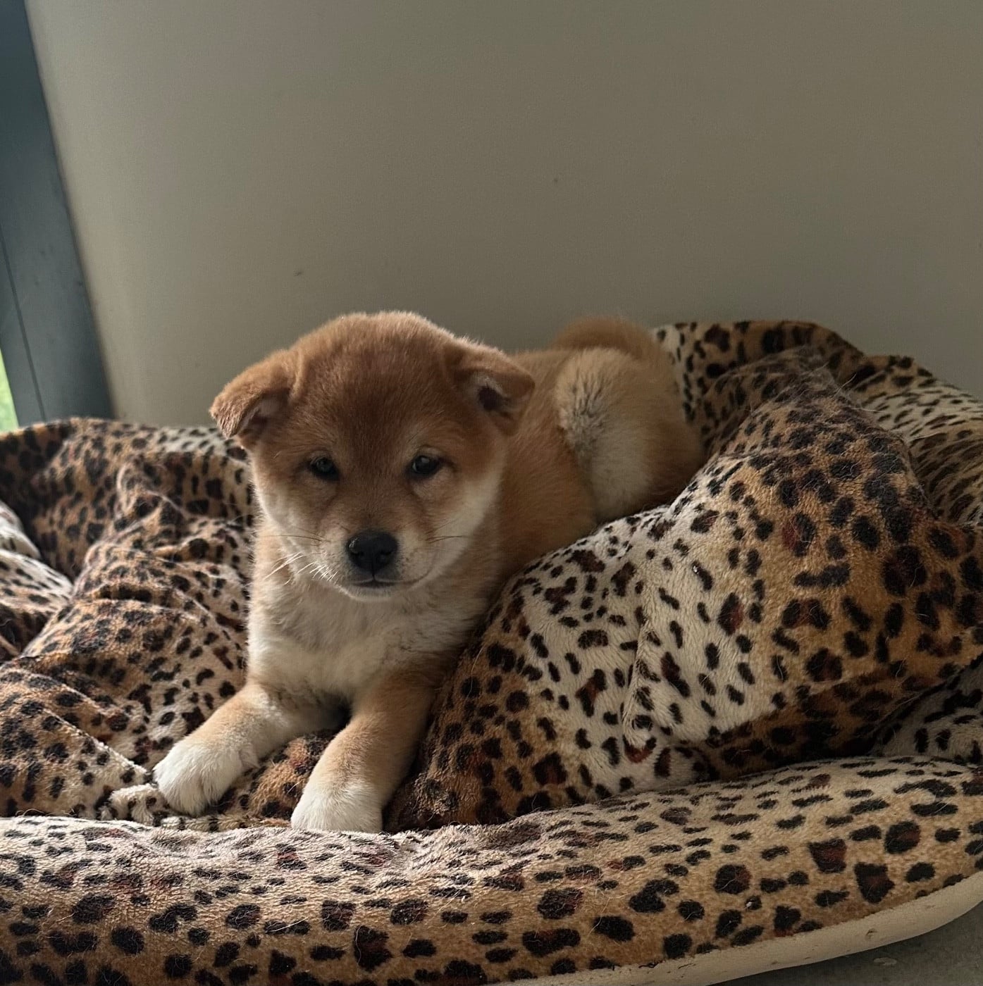 Chiots de la race Shiba disponibles sur chiots-de-france