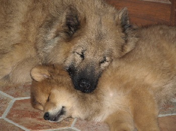 Accueil - Elevage du biel d'argent - eleveur de chiens Eurasier