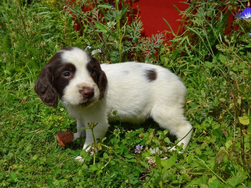 Chiots à vendre - SOLOGNE HUNTERS'S CHIOTS English Springer Spaniel