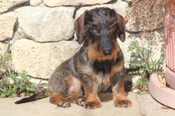 Accueil - Elevage des étoiles d'Yvann - eleveur de chiens Teckel poil dur