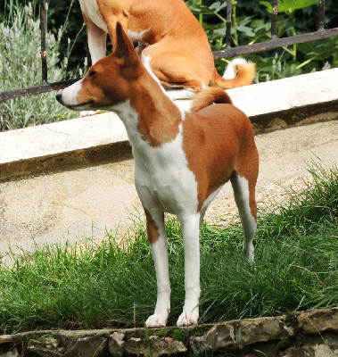Chiot Basenji Vendre