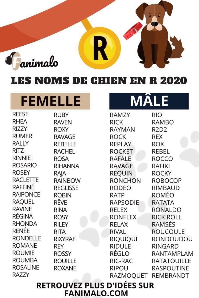 Accueil Elevage Des Pres De La Sevre Eleveur De Chiens Beagle