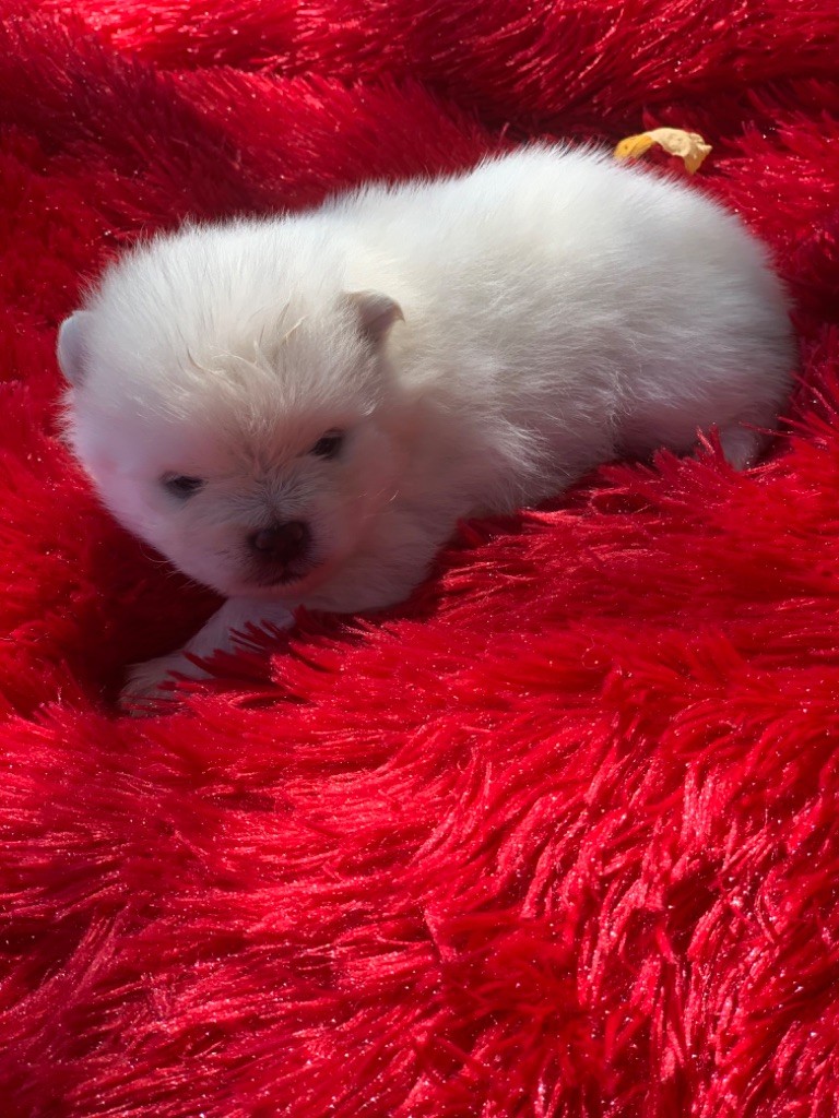 Chiot Spitz allemand - VIKING du Domaine des Marineros