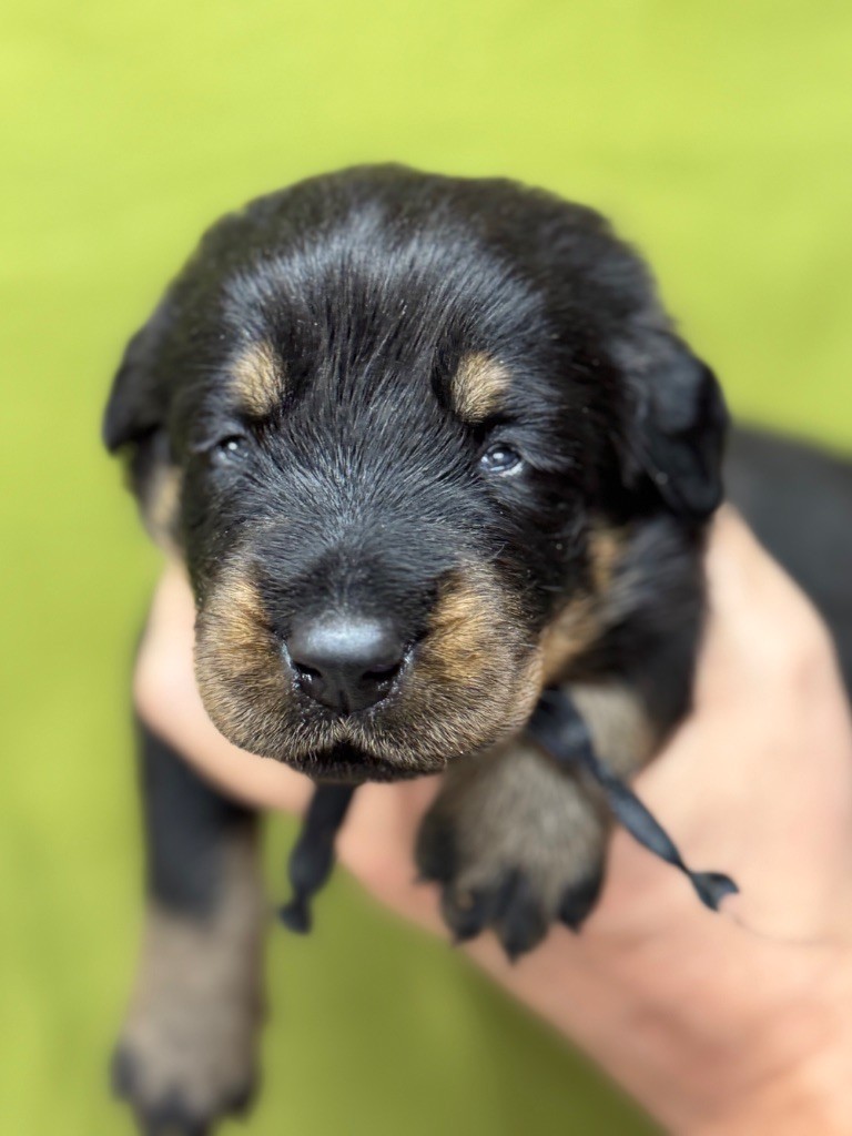 Chiot Berger de Beauce - Ace collier noir noir et feu du berceau de bfamily