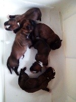 Chiens de France : Achats / Ventes de chiots de race issues d'élevage