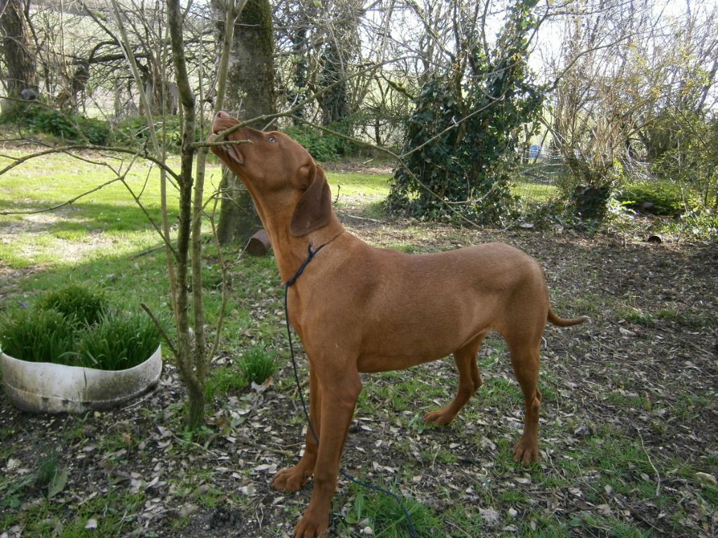 Accueil - Elevage des bords de l'auzonne - eleveur de chiens Braque ...