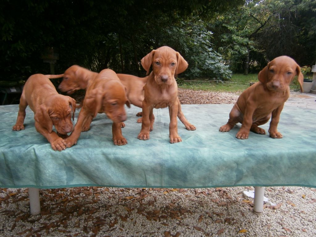 Chiot - Elevage des bords de l'auzonne - eleveur de chiens Braque ...