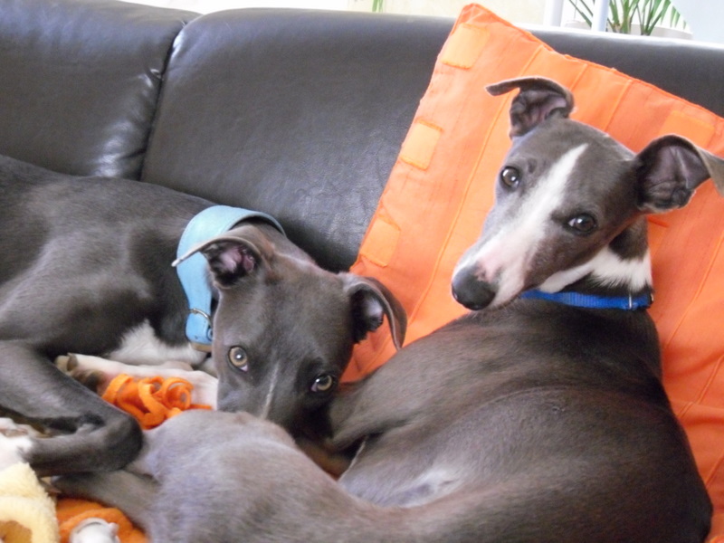 Chien Whippet Jacky's Smiling Danube bleue