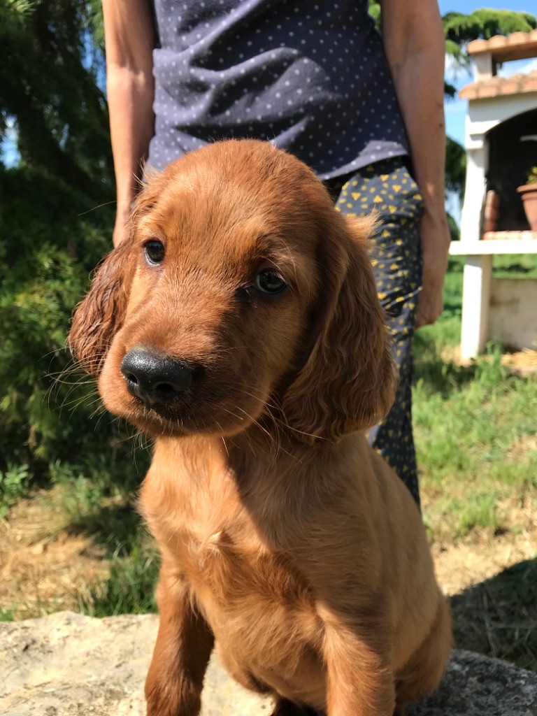 Chiots de la race Setter irlandais rouge disponibles sur chiots-de-france