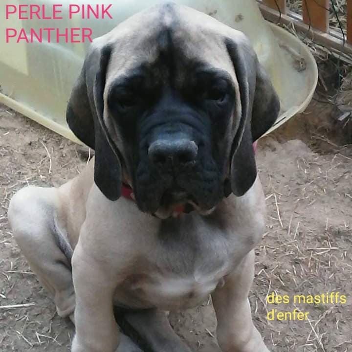 Chien Mastiff Perle - pink panther des Mastiffs d'Enfer
