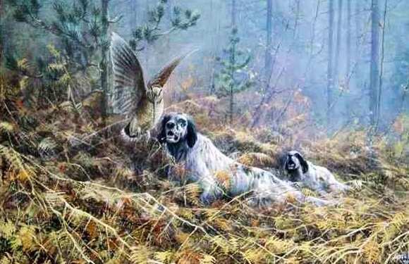 Accueil - Elevage des Arcanes de Scolopax - eleveur de chiens Setter ...