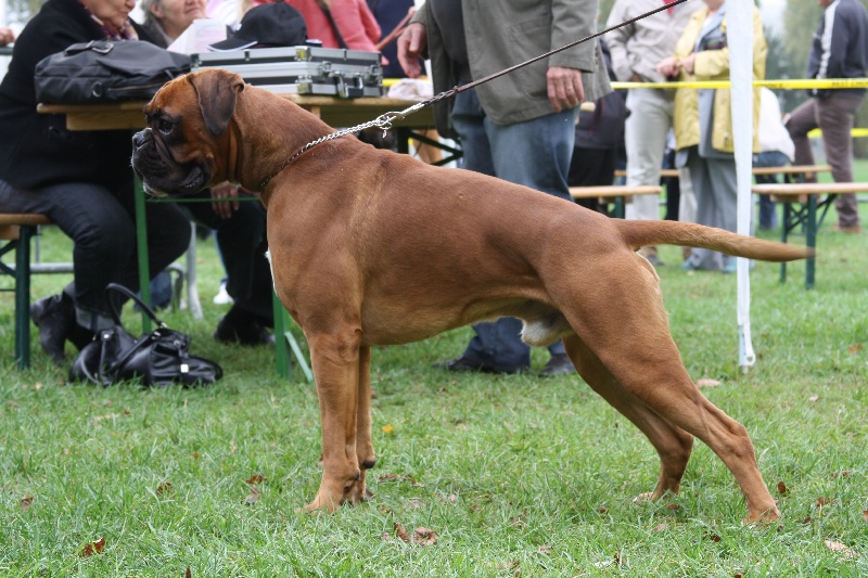 Chien Boxer Curly du Val D'Europe