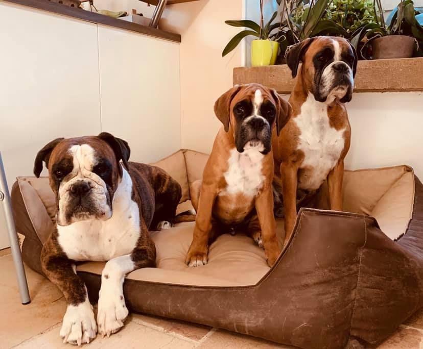 Chien Boxer Poe jack des Etisses