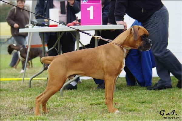 Chien Boxer D'jinn du Val D'Europe