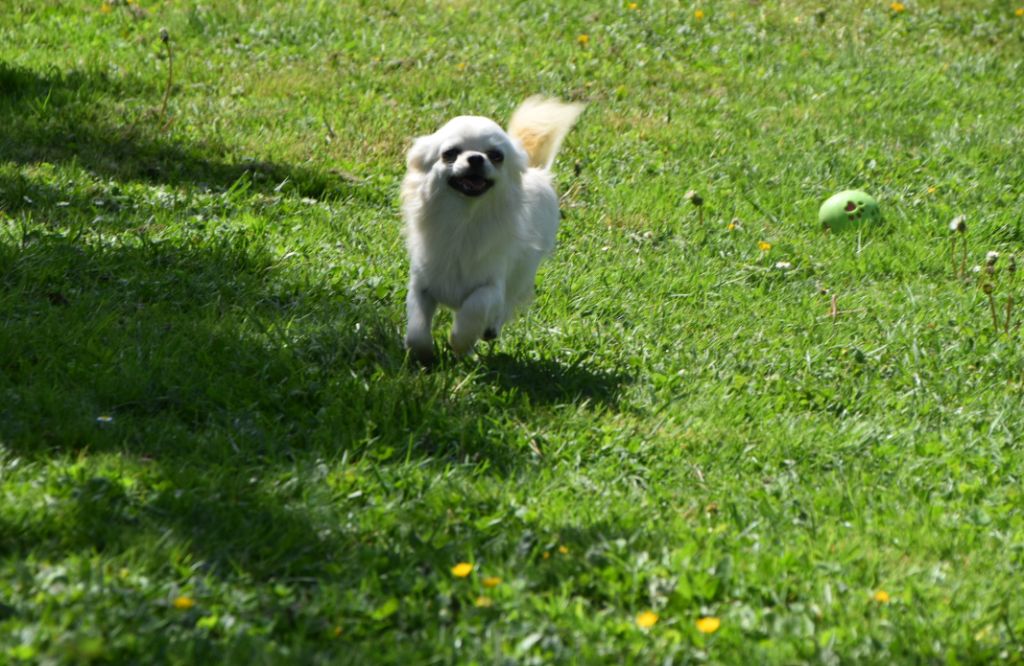 Chien Chihuahua shah arpilin Elvika