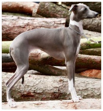 Accueil - Elevage orion's - eleveur de chiens Petit Lévrier Italien