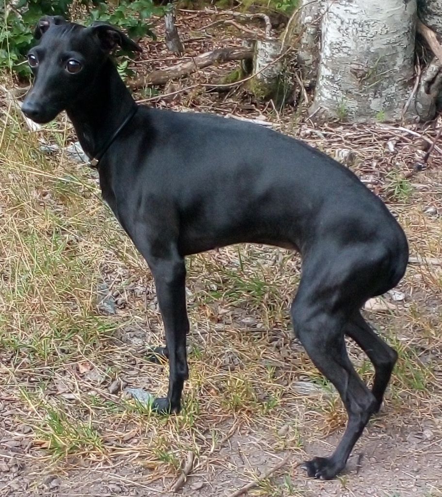 Chien Petit Levrier Italien orion's O nom de la rose.