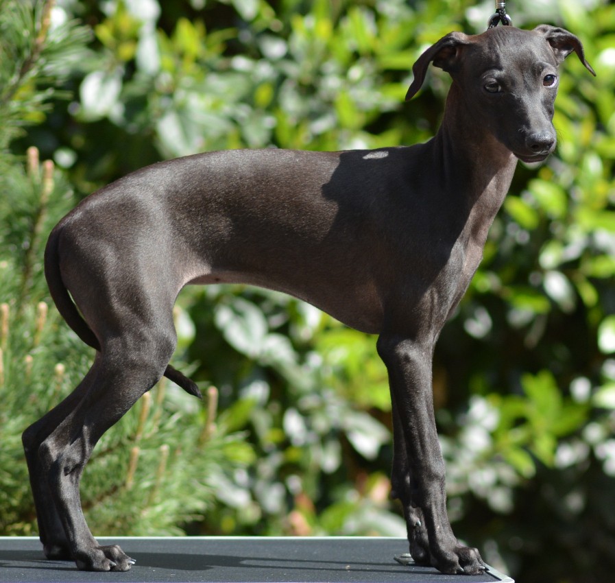 Chiot - Elevage orion's - eleveur de chiens Petit Lévrier Italien