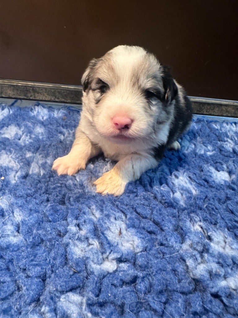 Chiot Border Collie - Mâle seal merle Du Mas Ensoleillé