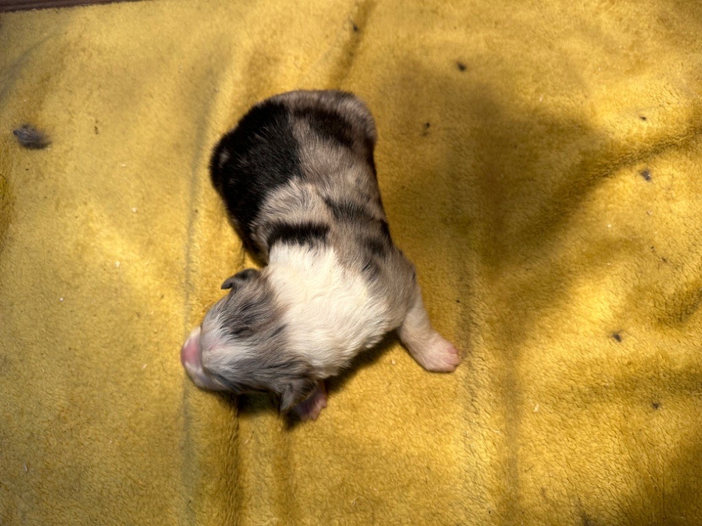 Chiot Border Collie - Mâle bleu merle seal Du Mas Ensoleillé