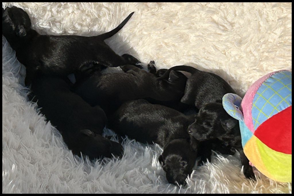 Chiot Petit Levrier Italien - CHIOT des Joyaux d'herneith