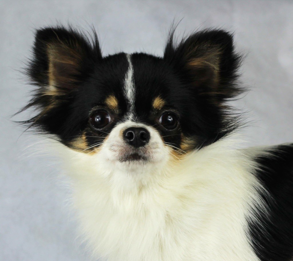 Chien Chihuahua playful rich Marissa tomey