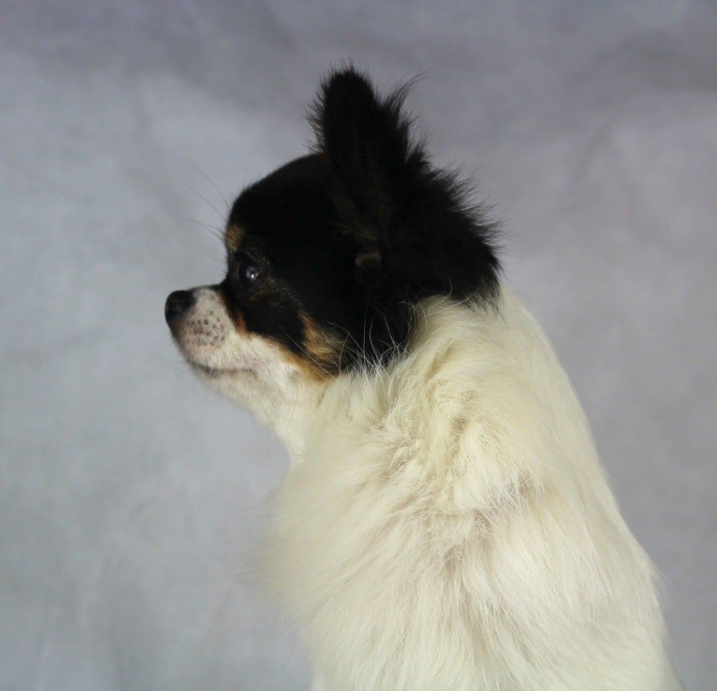 Chien Chihuahua playful rich Marissa tomey