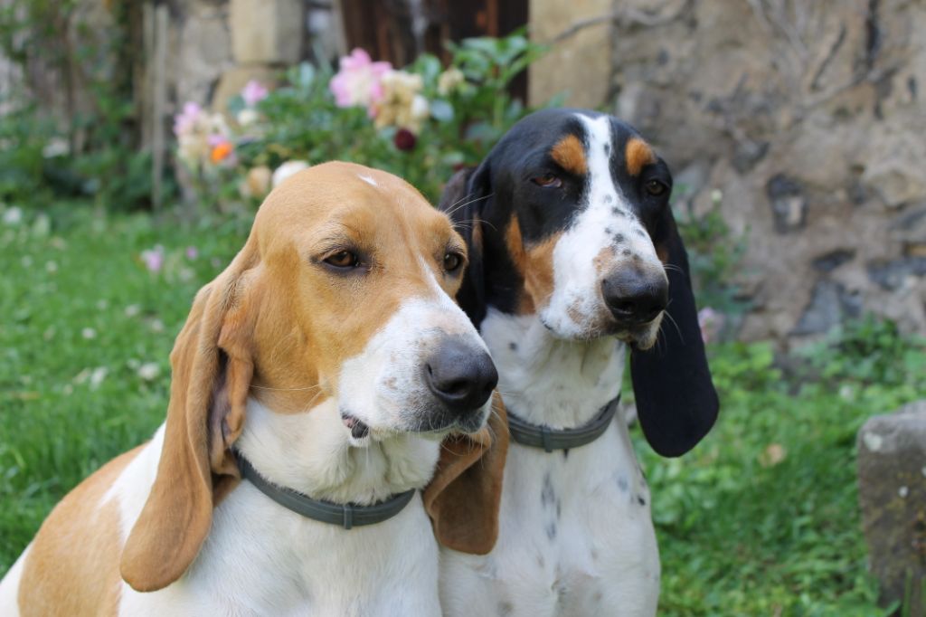 Accueil - Elevage of Shaggy Love - eleveur de chiens Chien courant suisse