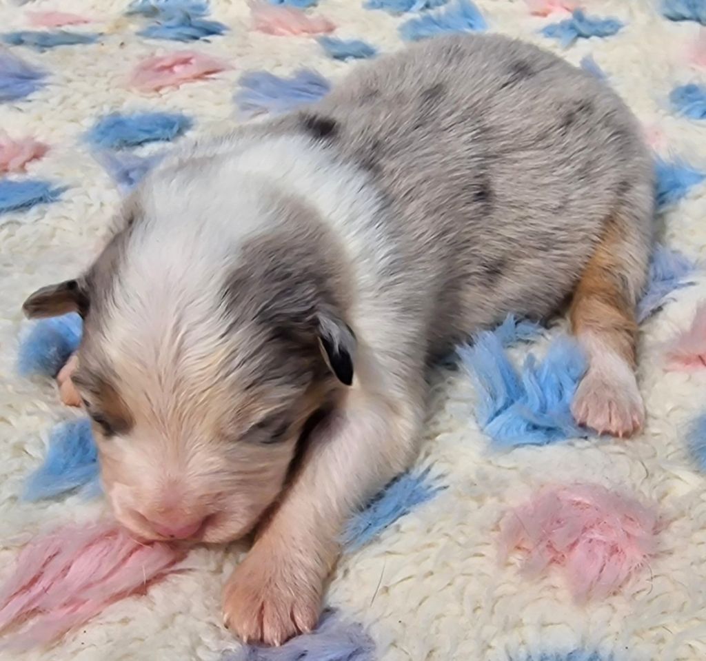 Chiot Berger Australien - - CHIOT FEMELLE BLEUE MERLE. du Paradis des P ...