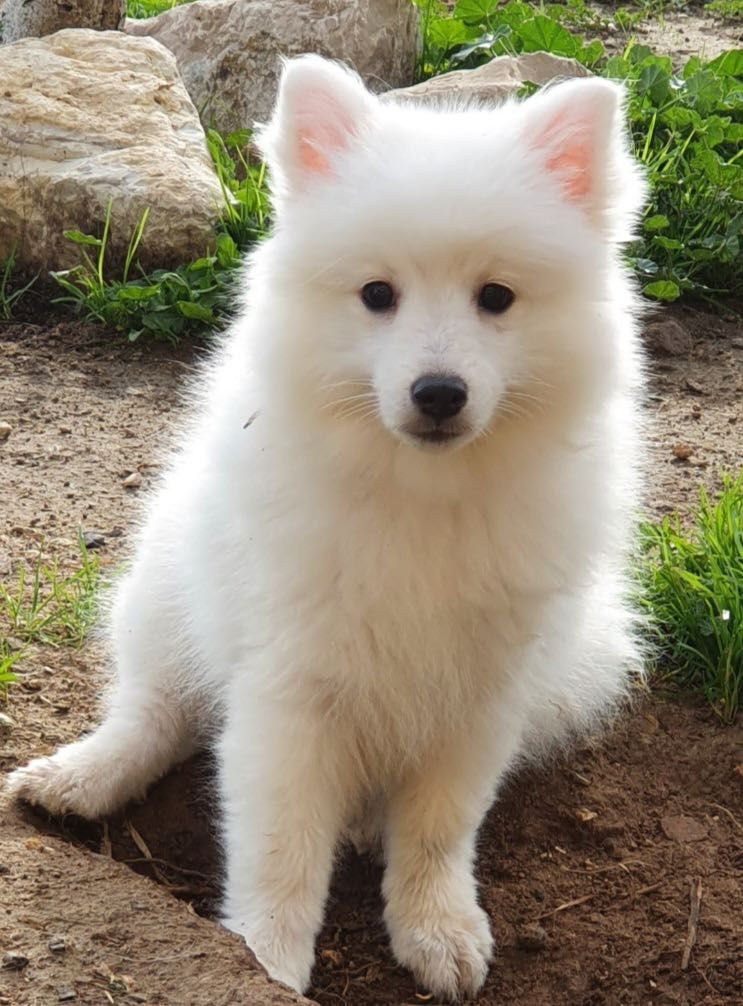Chiots de la race Spitz japonais disponibles sur chiots-de-france