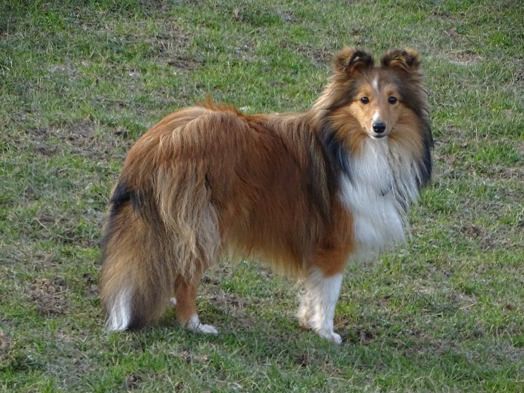 Chien Shetland Sheepdog London victoria park du Bois d'Entre les Mondes