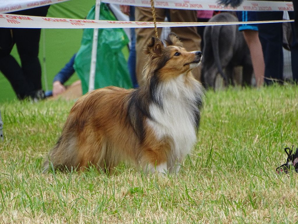 Chien Shetland Sheepdog London victoria park du Bois d'Entre les Mondes