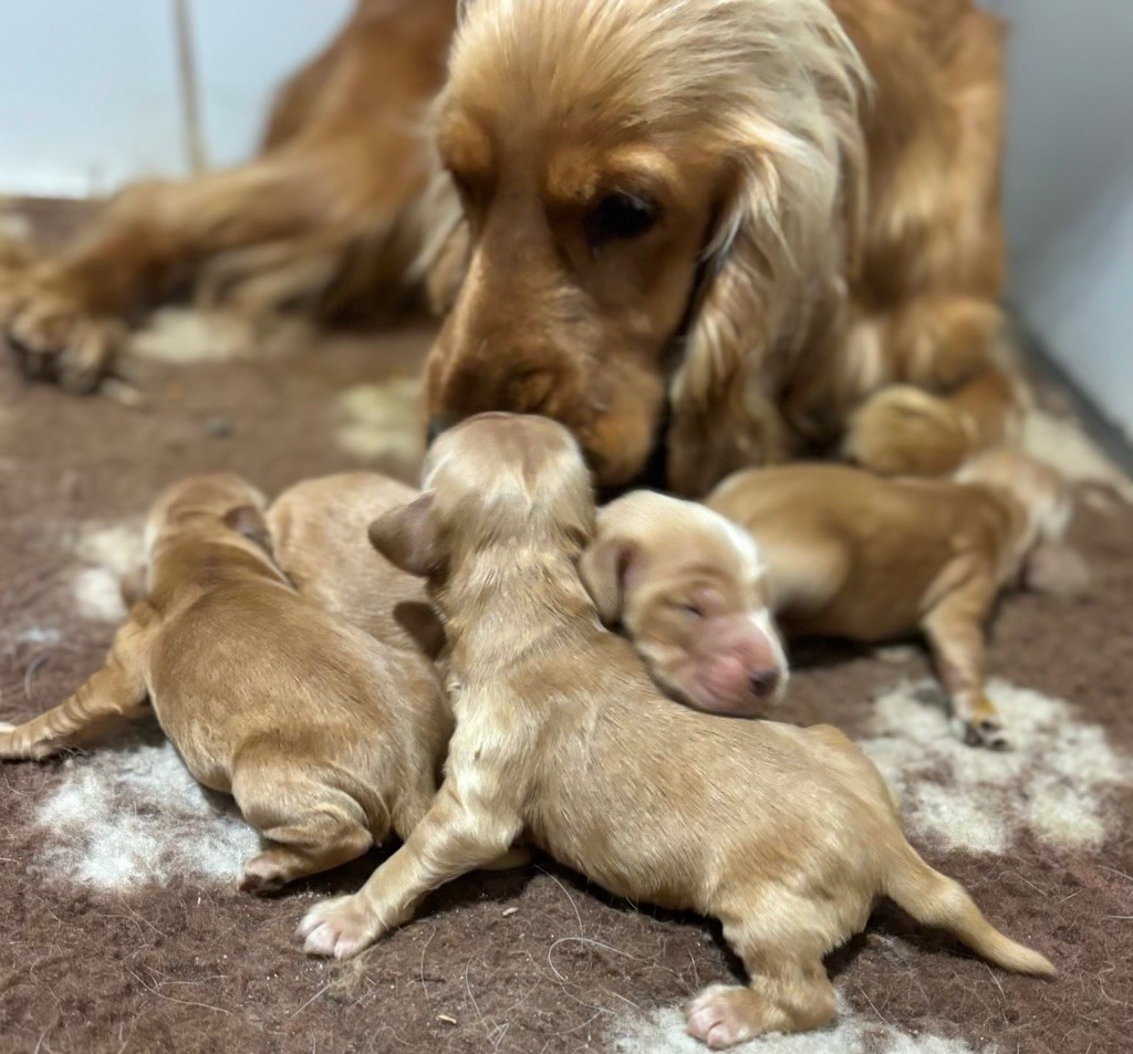 Chiot Cocker Spaniel Anglais - CHIOT 6 de la douce folie