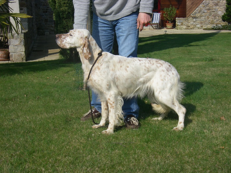 Chien Setter Anglais Dana de L'Echo de la Forêt