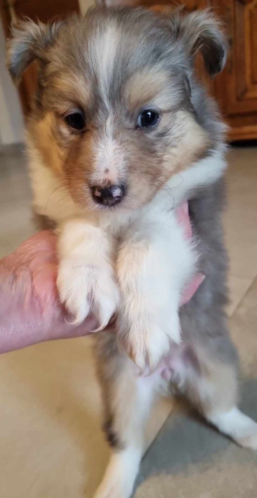 Chiot Shetland Sheepdog - FEMELLE BLEUE MERLE Des Shelties De La Rose