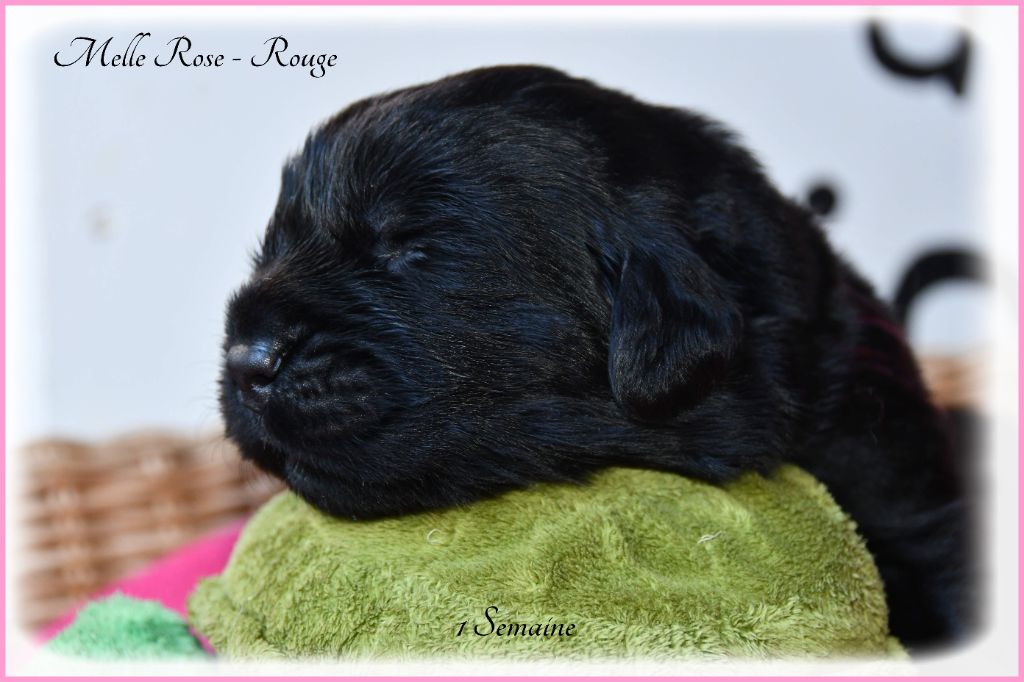 Chiot Terre-neuve - Femelle Rose - Rouge de la Péninsule d'Avalon