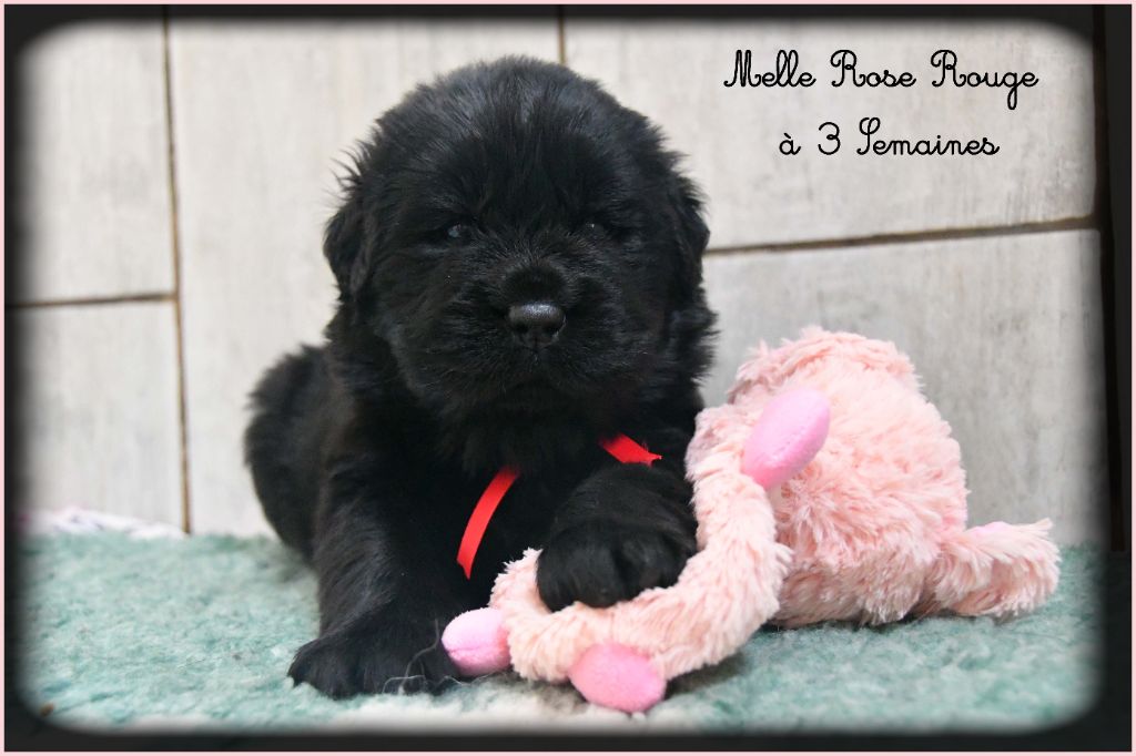 Chiot Terre-neuve - Femelle Rose - Rouge de la Péninsule d'Avalon