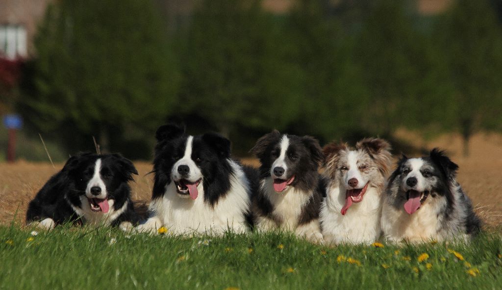 Accueil - Elevage des Bergers des 1001 Nuits - eleveur de chiens Border ...