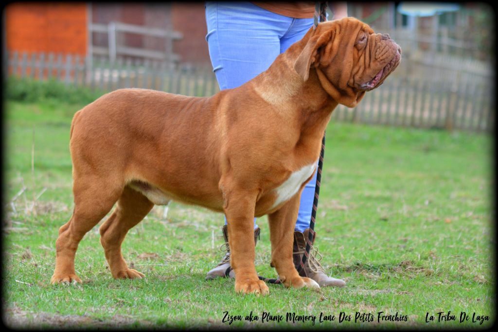 Chien Dogue de Bordeaux (zizou) plume memory lane Des Petits Frenchies